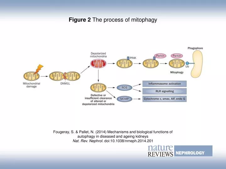 PPT - Figure 2 The process of mitophagy PowerPoint Presentation, free ...