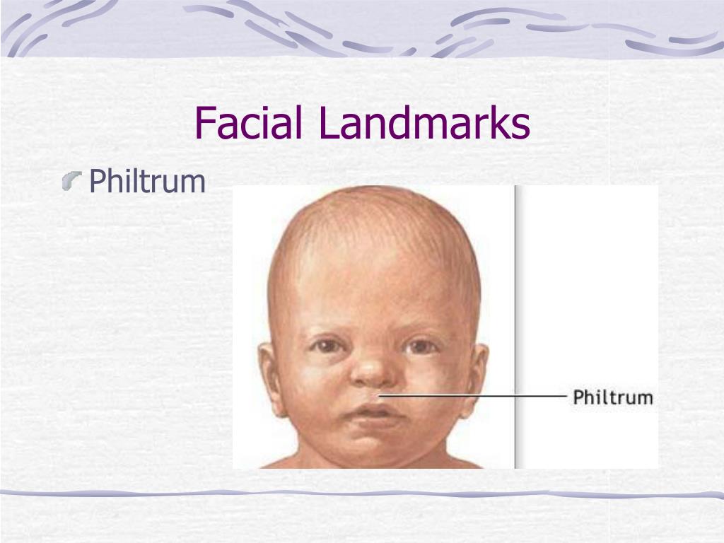 PPT - DENT 1100 Dental Anatomy PowerPoint Presentation, free download ...