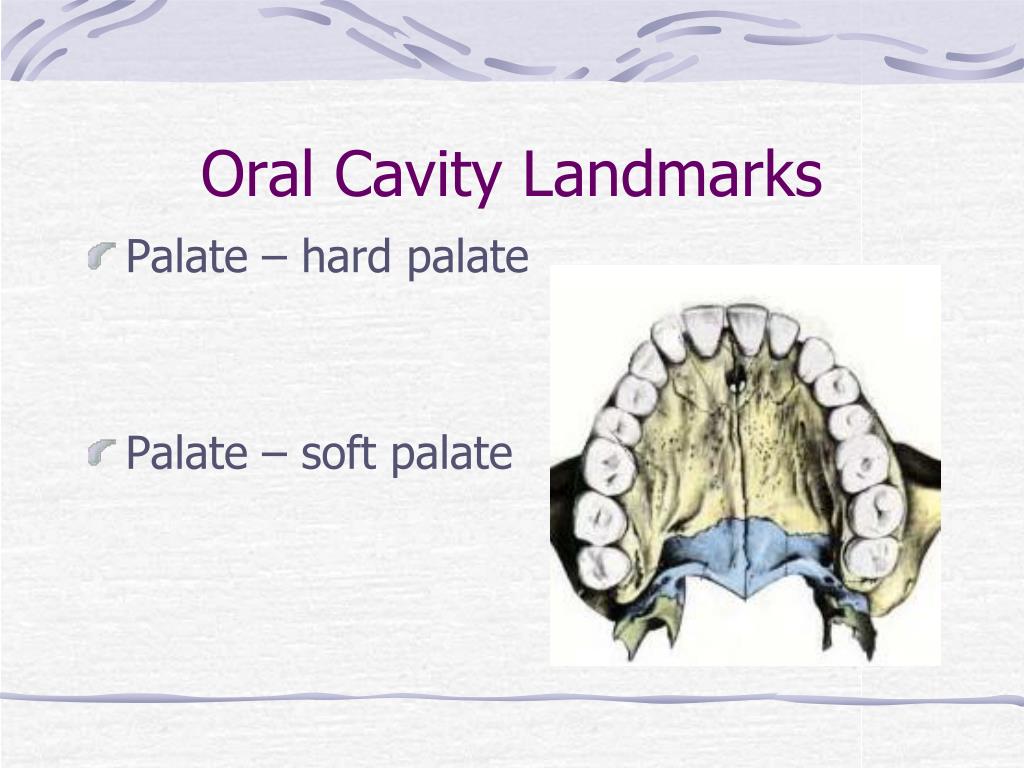 PPT - DENT 1100 Dental Anatomy PowerPoint Presentation, free download ...