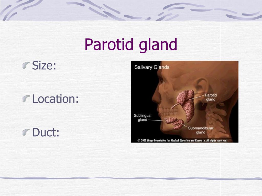 PPT - DENT 1100 Dental Anatomy PowerPoint Presentation, free download ...