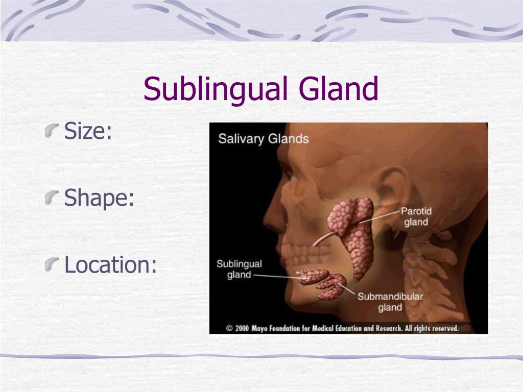 PPT - DENT 1100 Dental Anatomy PowerPoint Presentation, free download ...