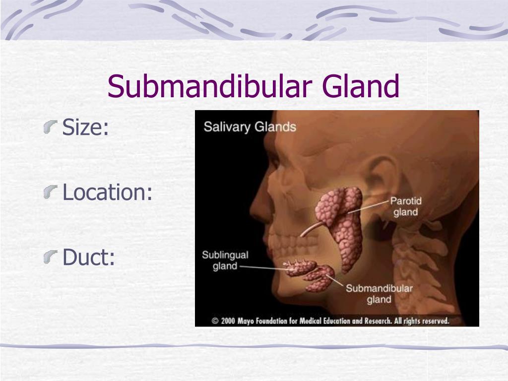 PPT - DENT 1100 Dental Anatomy PowerPoint Presentation, free download ...
