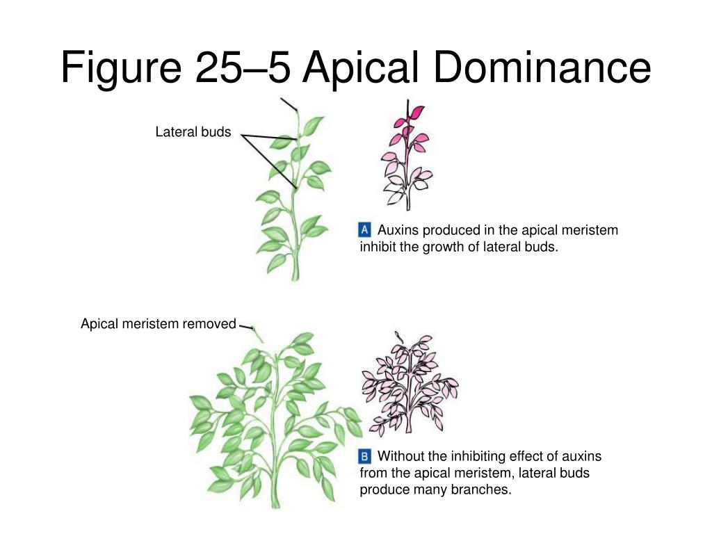 PPT - 25-1 Hormones and Plant Growth PowerPoint Presentation, free ...