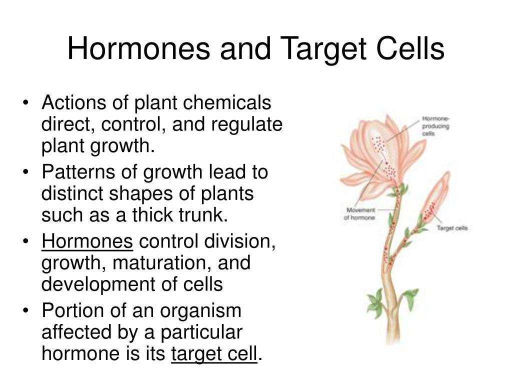PPT - 25-1 Hormones and Plant Growth PowerPoint Presentation, free ...