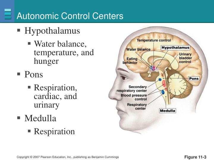 PPT - Efferent Division: Autonomic and Somatic Motor Control PowerPoint ...