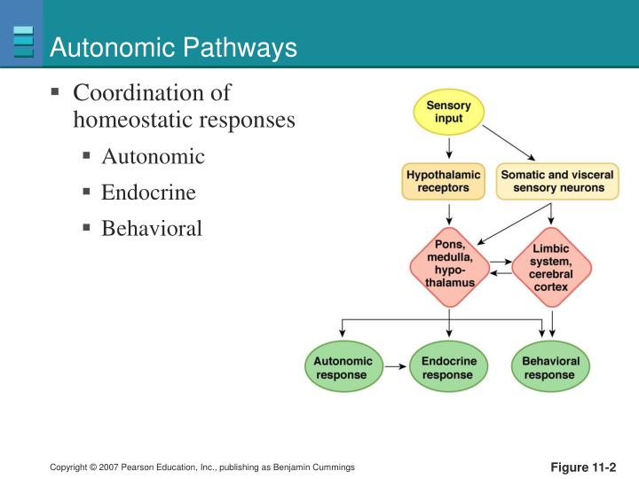 PPT - Efferent Division: Autonomic and Somatic Motor Control PowerPoint ...