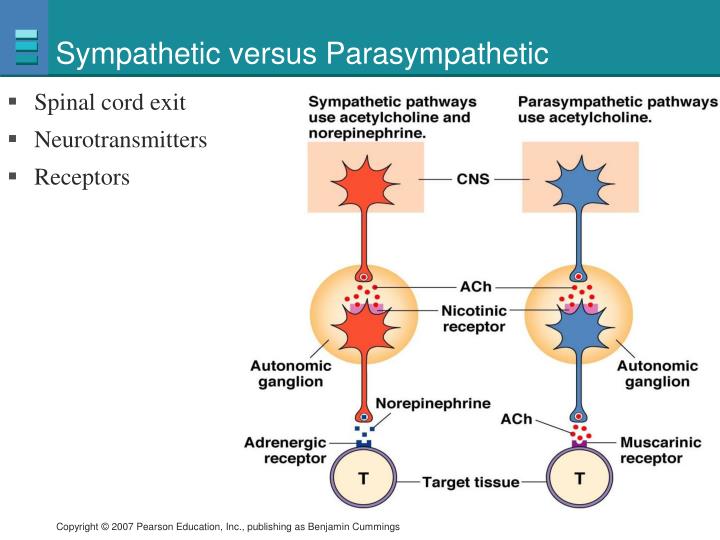 PPT - Efferent Division: Autonomic and Somatic Motor Control PowerPoint ...