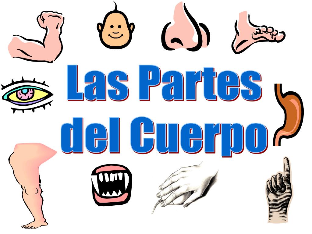 PPT - Las Partes del Cuerpo PowerPoint Presentation, free download - ID ...