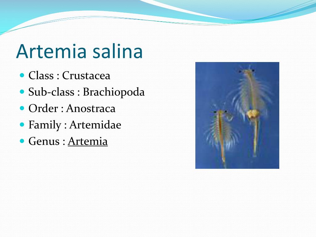 PPT - Su Ürünleri Yetiştiriciliğinde Canlı Yemler PowerPoint ...