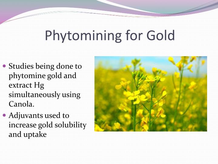 PPT - Use of Phytoremediation to Mitigate Mercury Pollution Caused by ...