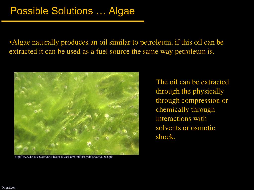 PPT - Algae: A Sustainable Solution to Auto Emissions PowerPoint ...