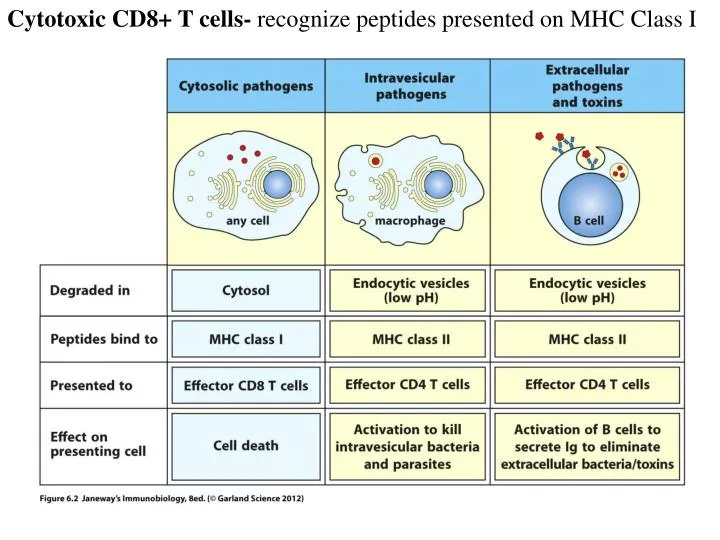 PPT - Cytotoxic CD8+ T cells- recognize peptides presented on MHC Class ...