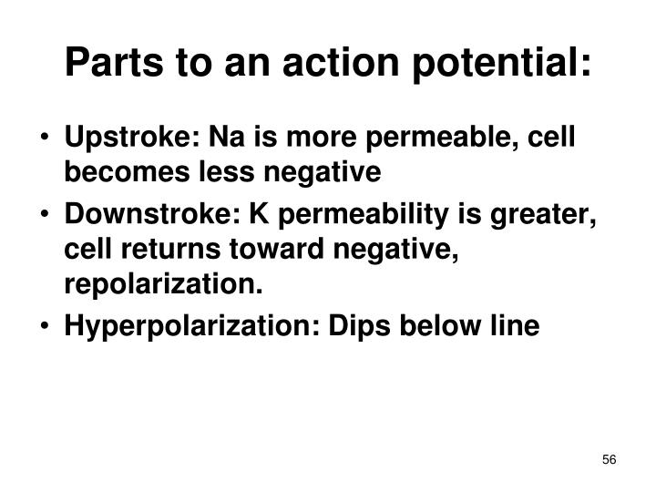 PPT - Membrane Potentials and Action Potentials PowerPoint Presentation ...