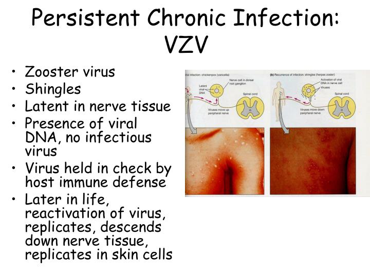 PPT - Human Viral Disease; Virus Replication Cycle PowerPoint ...