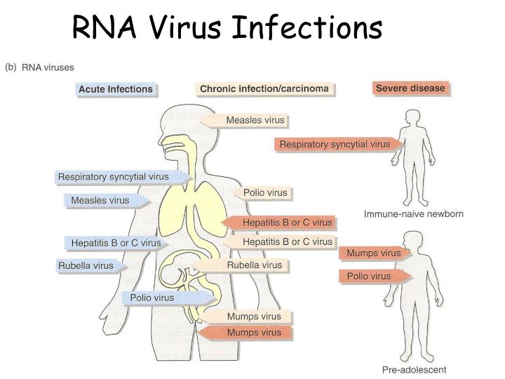 PPT - Human Viral Disease; Virus Replication Cycle PowerPoint ...