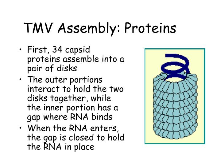 PPT - Human Viral Disease; Virus Replication Cycle PowerPoint ...