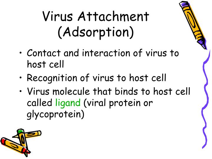 PPT - Human Viral Disease; Virus Replication Cycle PowerPoint ...