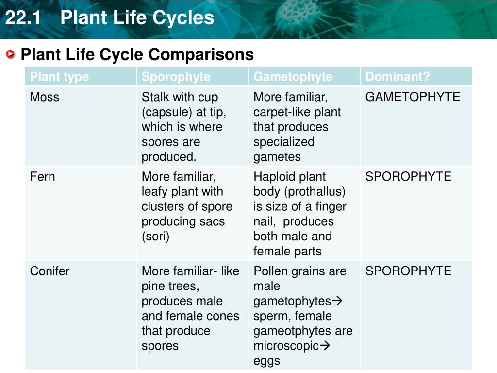 PPT - KEY CONCEPT All plants alternate between two phases in their life ...