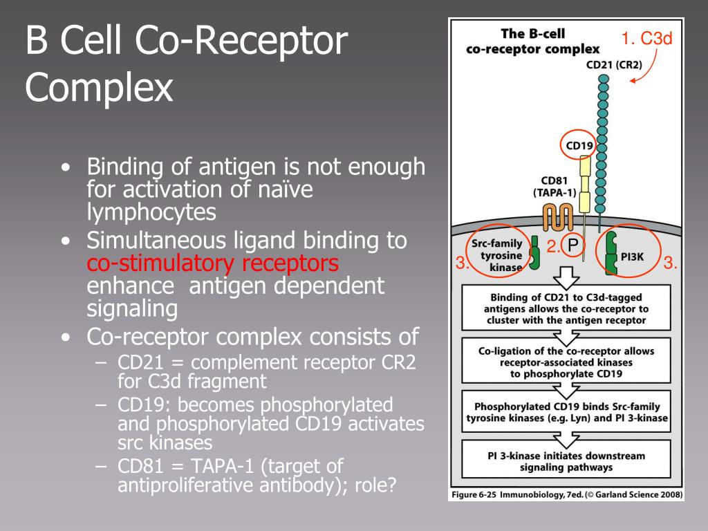 PPT - MICR 304 Immunology & Serology PowerPoint Presentation, free ...
