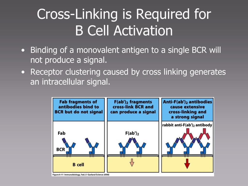 PPT - MICR 304 Immunology & Serology PowerPoint Presentation, free ...