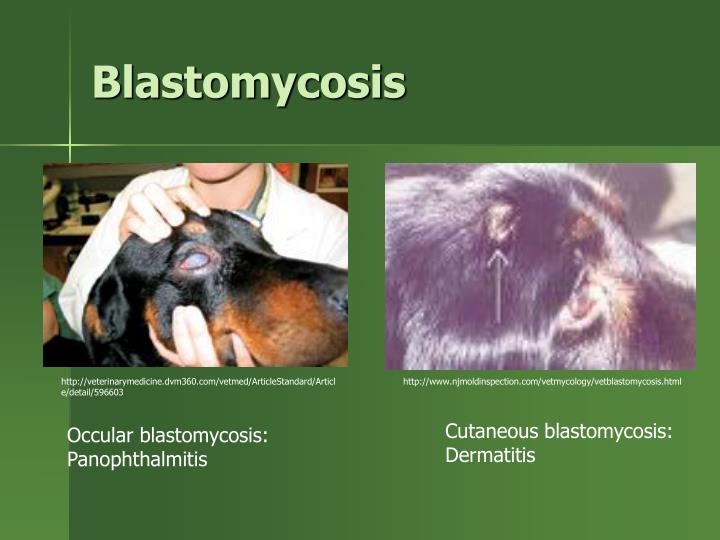 PPT - Systemic Fungal Infections in Small Animals PowerPoint ...