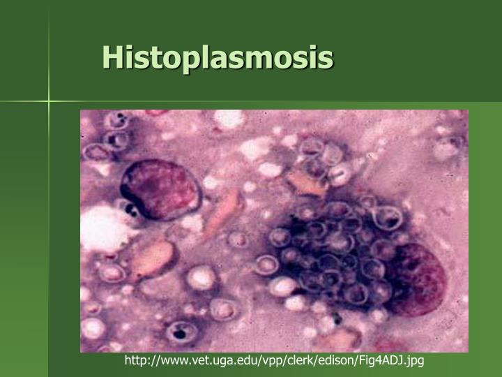 PPT - Systemic Fungal Infections in Small Animals PowerPoint ...
