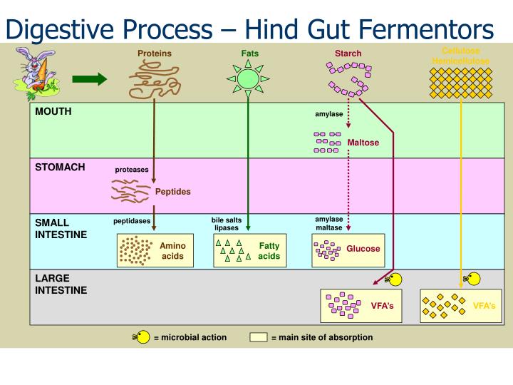 PPT - Animal Digestion PowerPoint Presentation - ID:6615375