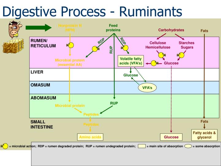 PPT - Animal Digestion PowerPoint Presentation - ID:6615375