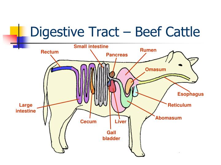 PPT - Animal Digestion PowerPoint Presentation - ID:6615375