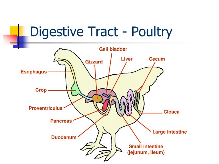 PPT - Animal Digestion PowerPoint Presentation - ID:6615375