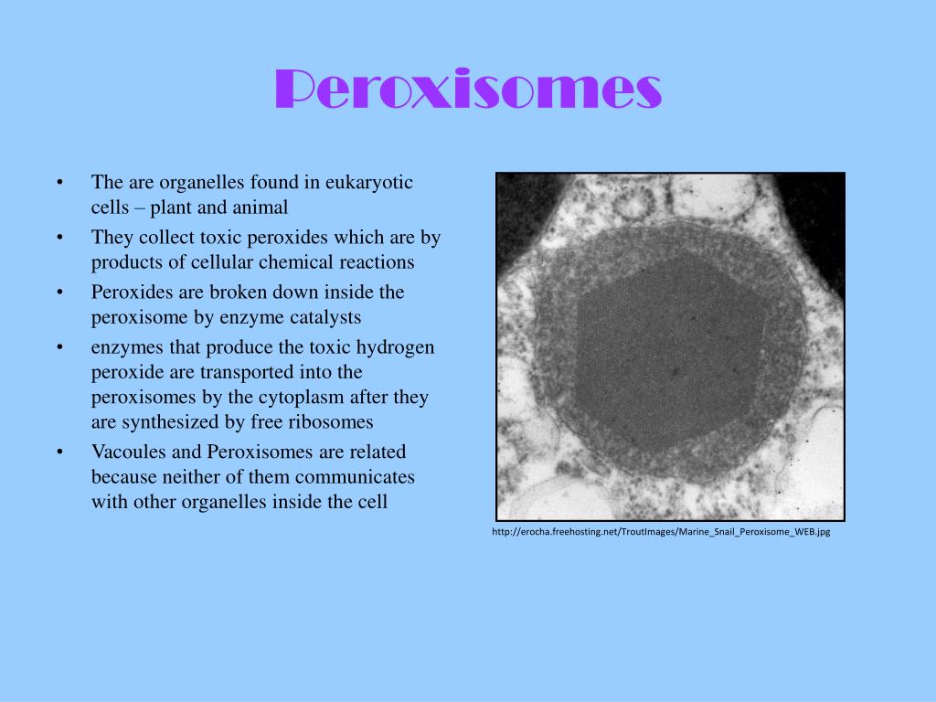Peroxisome Micrograph