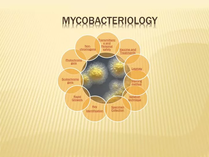 PPT - Mycobacteriology PowerPoint Presentation, free download - ID:6617037