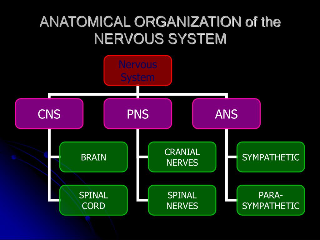 PPT - ORGANIZATION OF THE NERVOUS SYSTEM PowerPoint Presentation, free ... PPT - ORGANIZATION OF THE NERVOUS SYSTEM PowerPoint Presentation, free ...