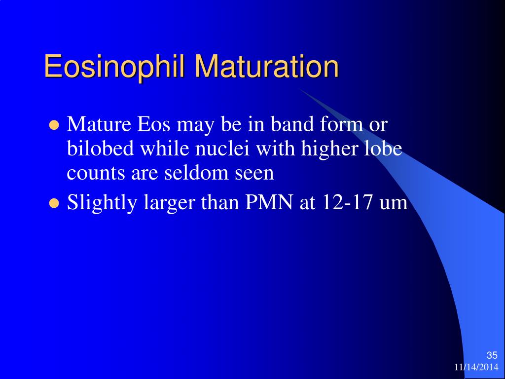PPT - Hematology 425 Leukopoiesis PowerPoint Presentation, free ...