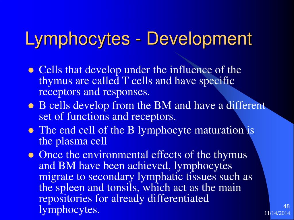 PPT - Hematology 425 Leukopoiesis PowerPoint Presentation, free ...