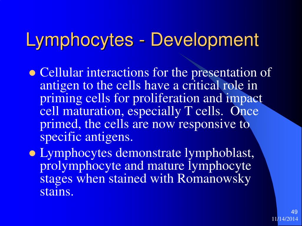 PPT - Hematology 425 Leukopoiesis PowerPoint Presentation, free ...