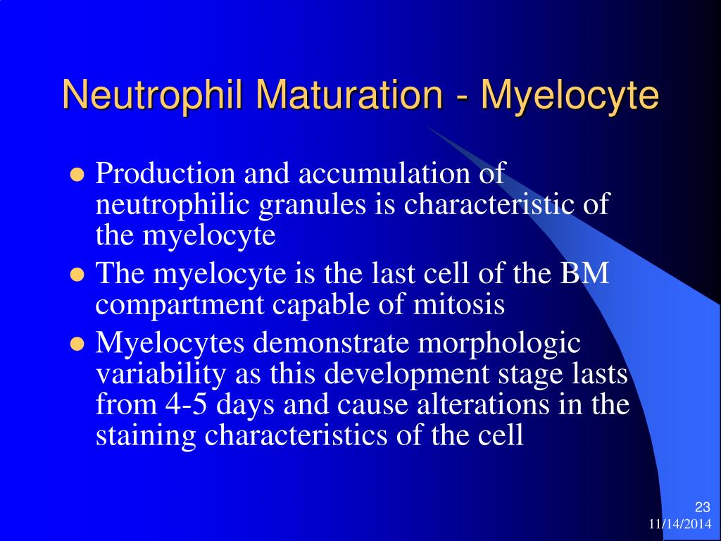 PPT - Hematology 425 Leukopoiesis PowerPoint Presentation, free ...