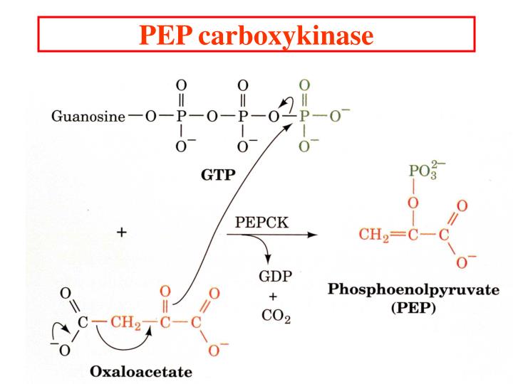 PPT - Gluconeogenesis PowerPoint Presentation - ID:6620252