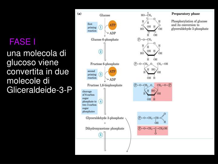 PPT - La Glicolisi PowerPoint Presentation - ID:6620267