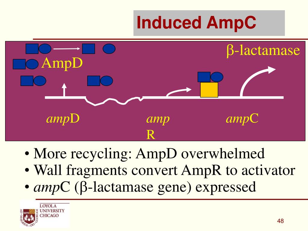 PPT Detection And Reporting Of Beta lactam Resistance In PPT Detection And Reporting Of Beta lactam Resistance In