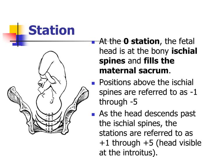 PPT - Operative Vaginal Delivery PowerPoint Presentation - ID:6621084