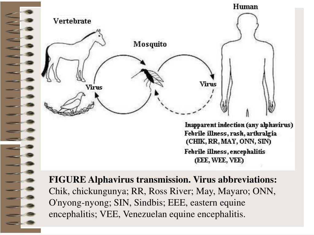 PPT - Arthropod-Borne (Arbo) Viral Diseases PowerPoint Presentation ...