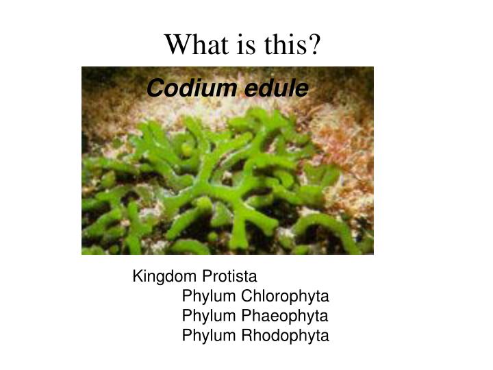PPT - Hawaiian Algae ID PowerPoint Presentation - ID:6622747