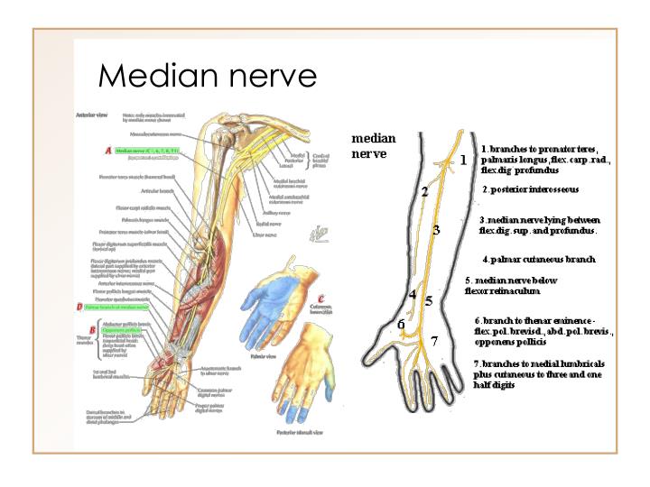 PPT - Nerve conduction PowerPoint Presentation - ID:6625003