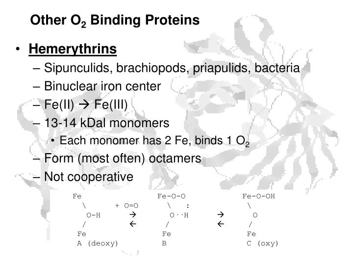 PPT - Protein Function: Oxygen Binding Proteins PowerPoint Presentation ...