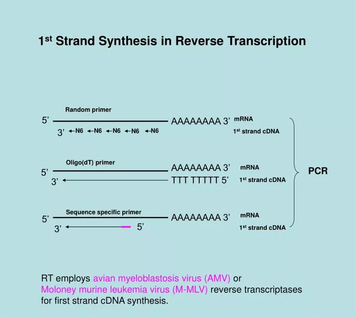 PPT - 1 st Strand Synthesis in Reverse Transcription PowerPoint ...
