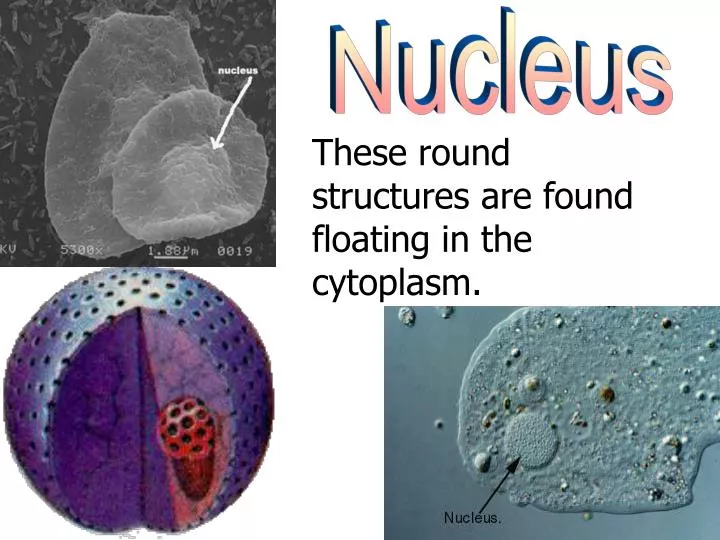 PPT - Nucleus PowerPoint Presentation, free download - ID:6626436