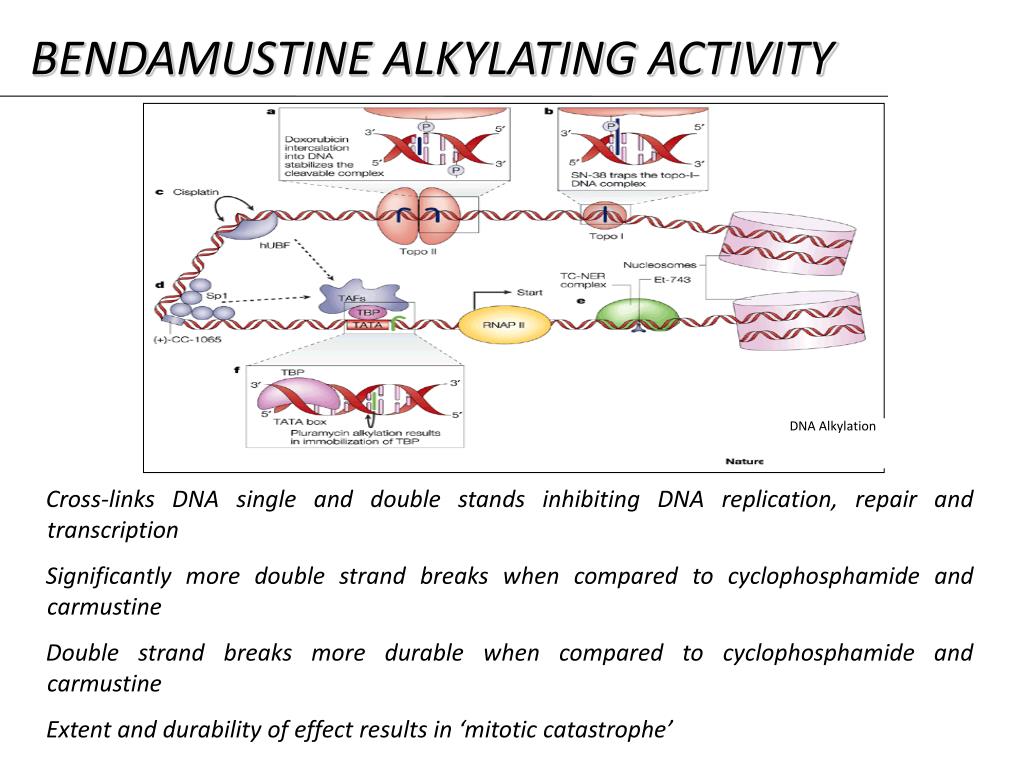 PPT - Bendamustine in Hematological Neoplasms: A Paradigm for New ...