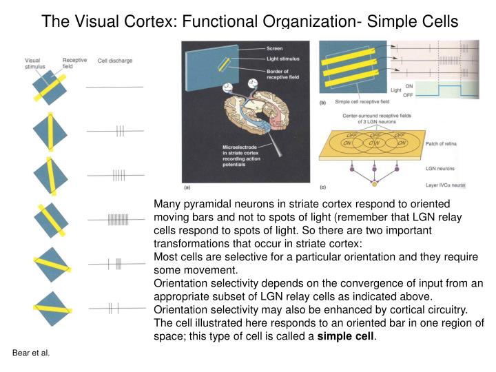 PPT - The Visual Cortex: Anatomy PowerPoint Presentation - ID:6628156