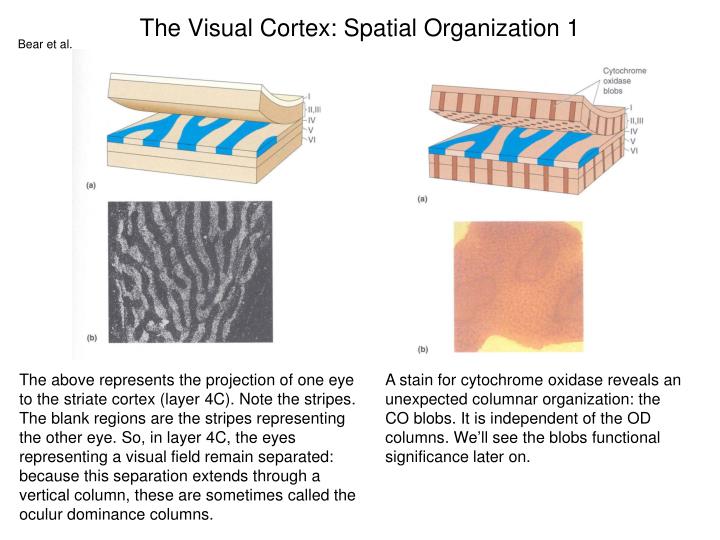 PPT - The Visual Cortex: Anatomy PowerPoint Presentation - ID:6628156